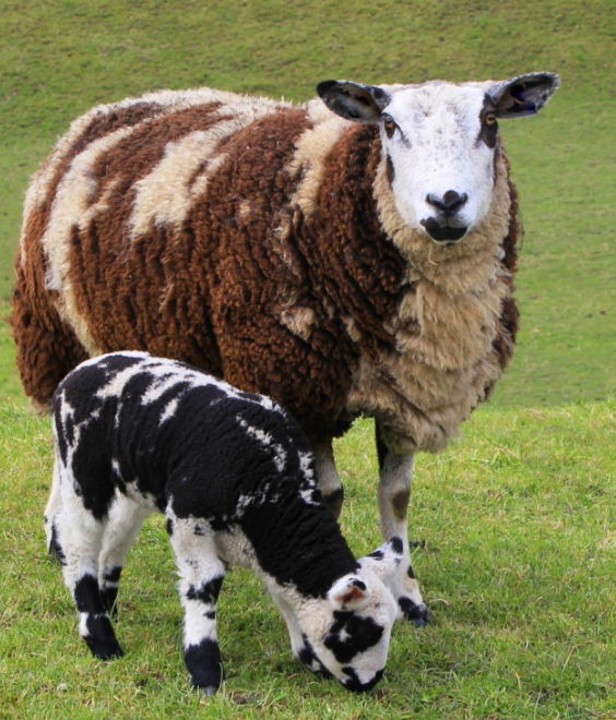 Nederlands Bont garen 130 gr/200 m - Hollands Garen Webshop